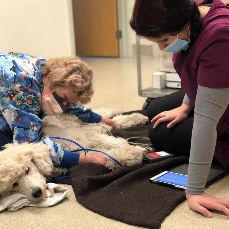 Pet Nutritional Counseling In Shelton, CT 06484 | Shelton Veterinary Center